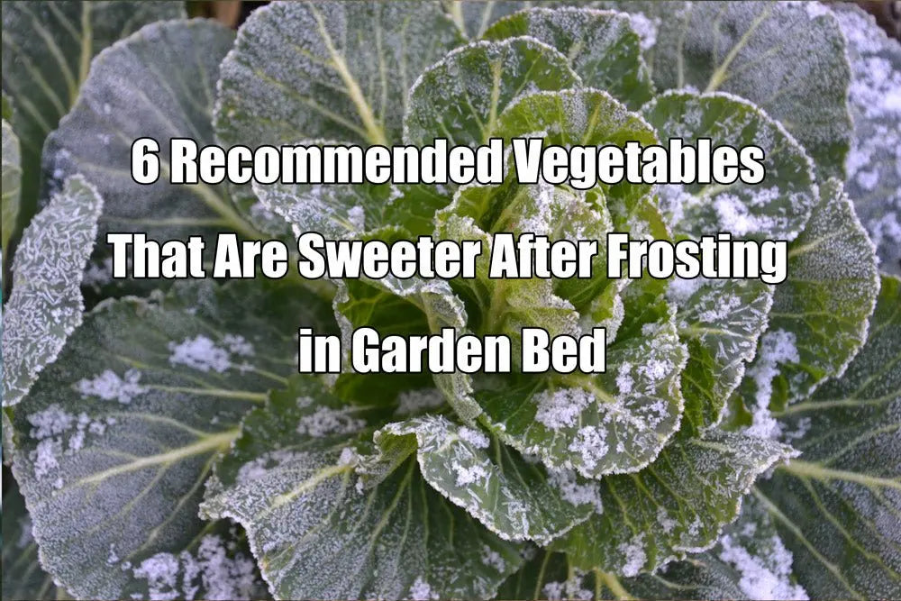 Frost Tolerant Vegetables These Cold Hardy Vegetables May Stick It Out