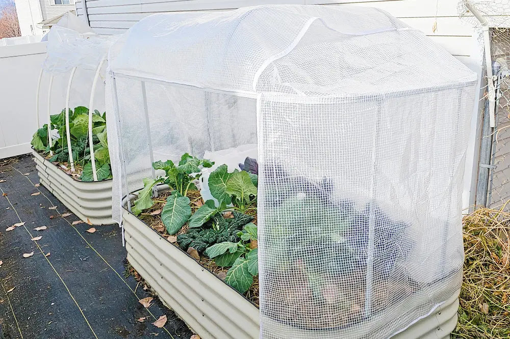 grow-vegetables-on-raised-garden-bed-with-cover.jpg__PID:18d22394-e800 ...