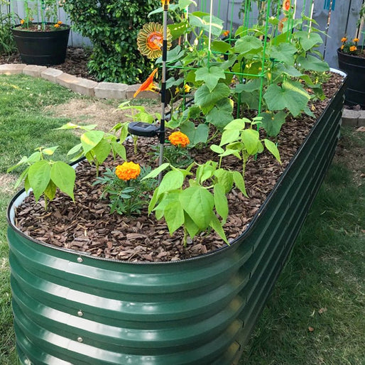 The Ultimate Guide to Grow Flavorful Tomatoes in Raised Beds | VEGEGA